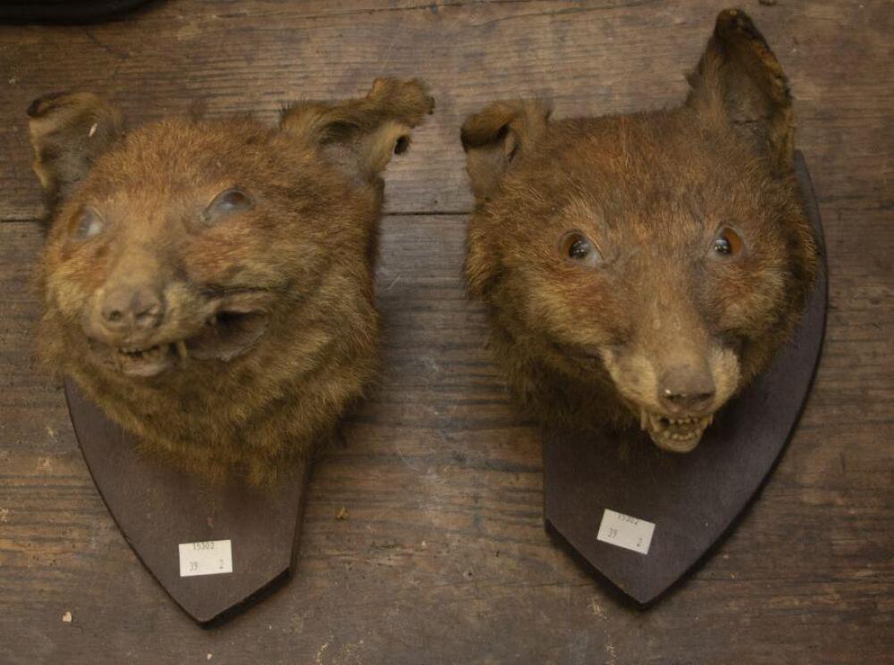 Two taxidermy fox heads mounted on shields, both have been cut down (2)