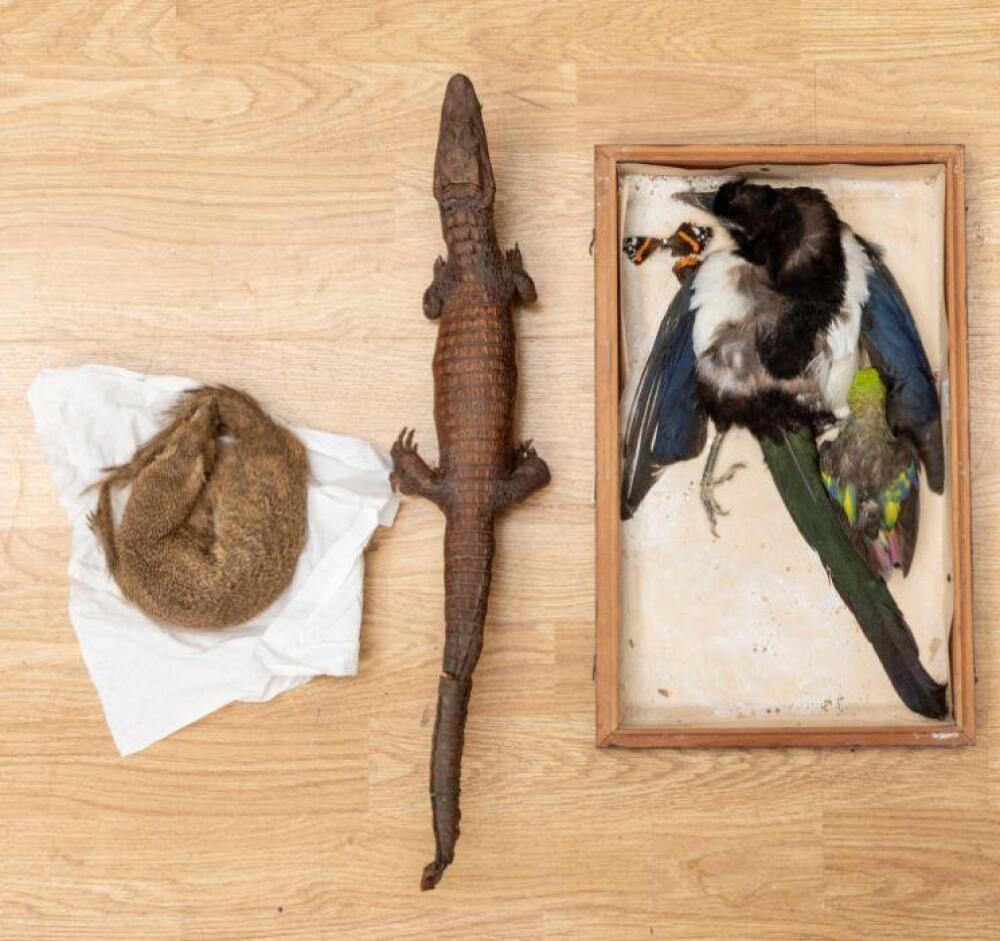 Magpie, baby alligator, parrot and a stoat
