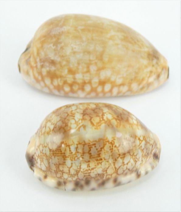 Georgian silver mounted cowrie shell snuff box and a smaller brass ...