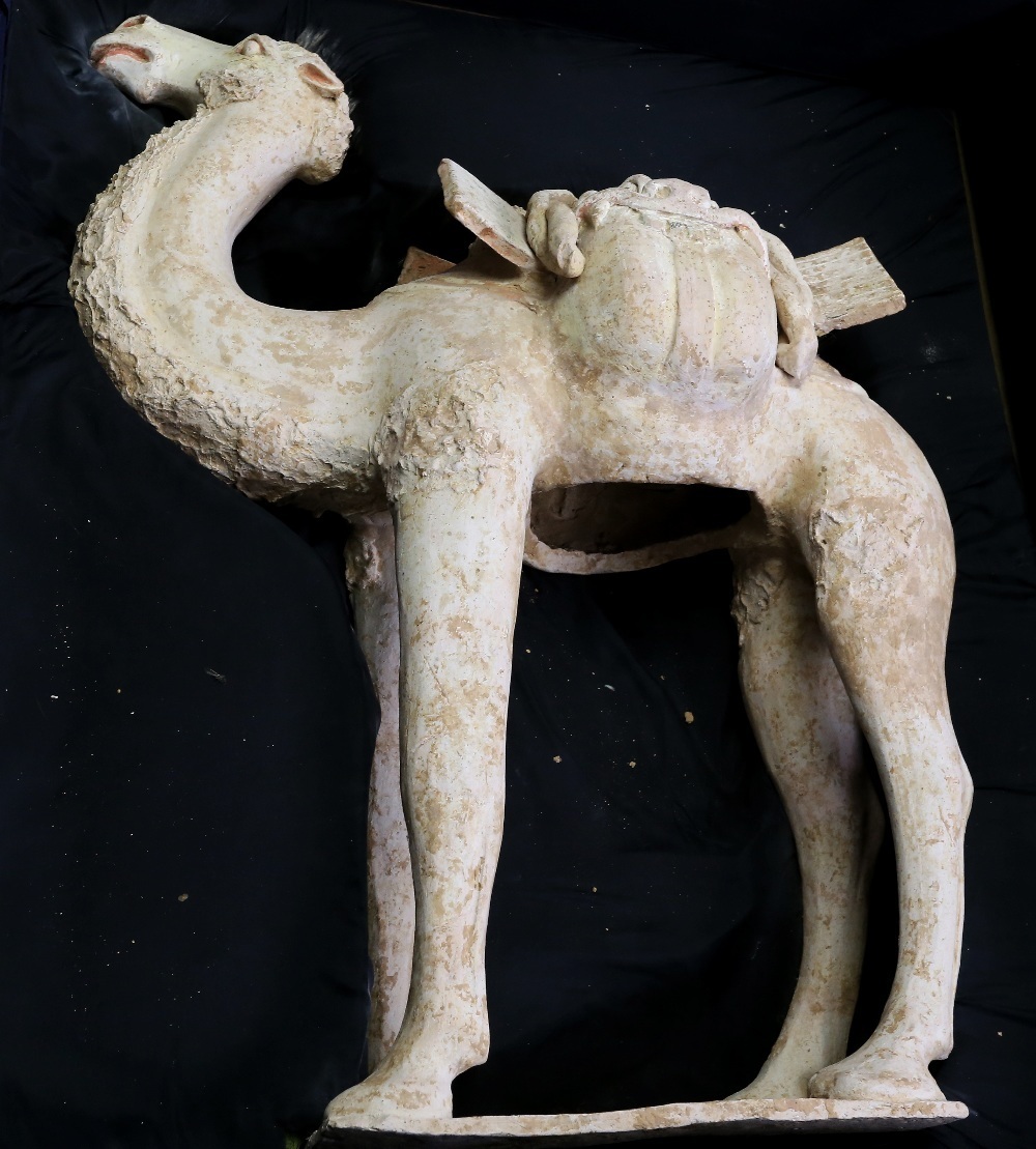 A Chinese painted pottery figure of a Bactrian Camel, Tang dynasty (618 ...