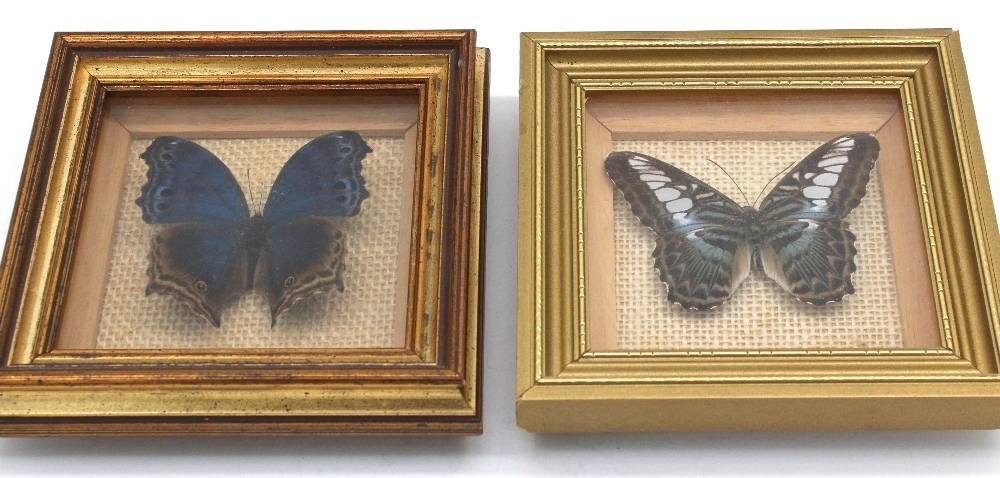 A collection of framed butterflies in display cases, mixed species.
