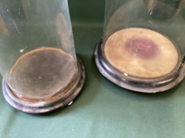 Glass French domes for use with antique dolls 15” and bell-with curved ...