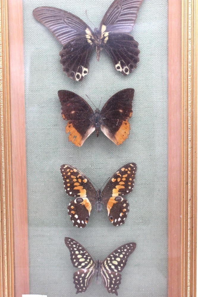 A collection of framed butterflies in display cases, mixed species.