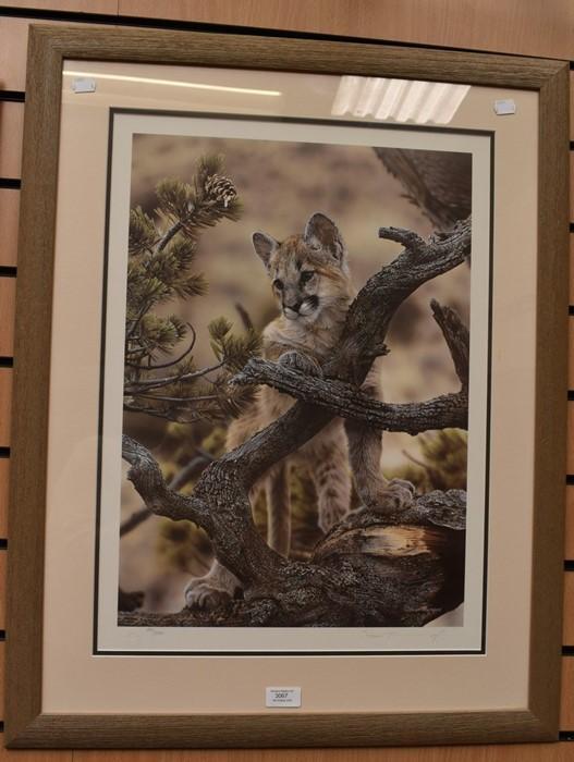 Steven Townsend, 2001, Curiosity, signed limited edition print, 391 of ...