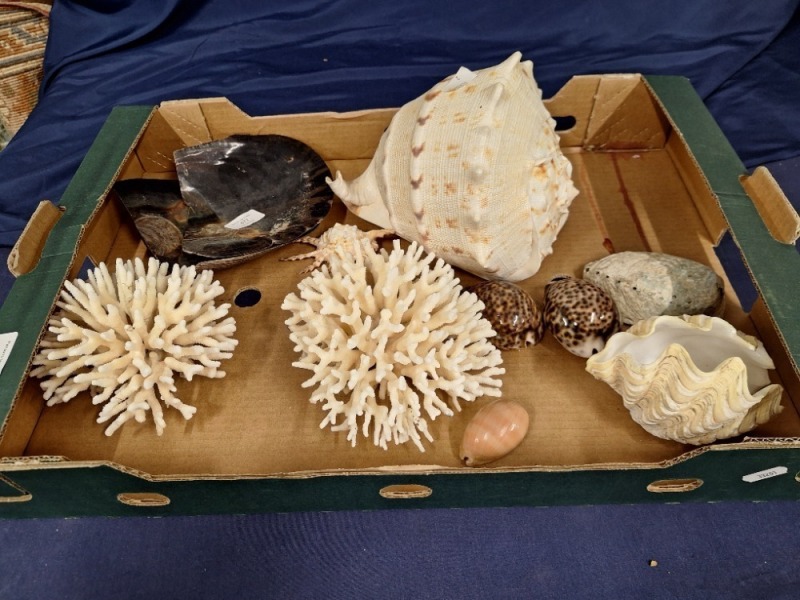 A collection of sea shells and coral, to include 2 white coral free ...
