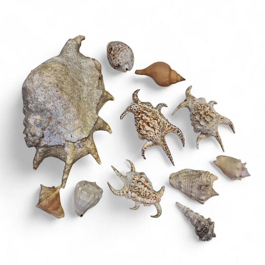A large collection of sea shells from various sea creatures, all sizes ...