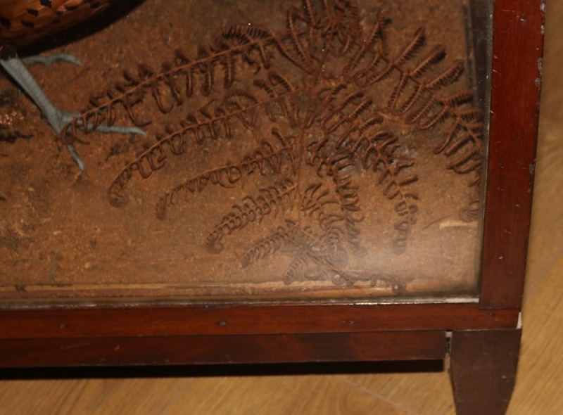 A LARGE VICTORIAN TAXIDERMY DISPLAY CASE OF PHEASANTS a curved glass ...