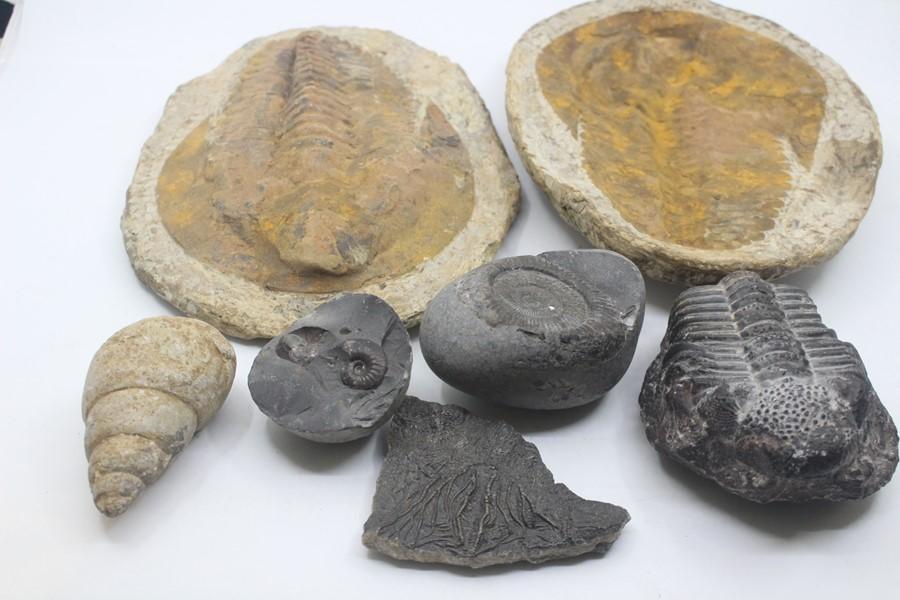 Paleontology - a collection of fossils, including a megalodon shark ...